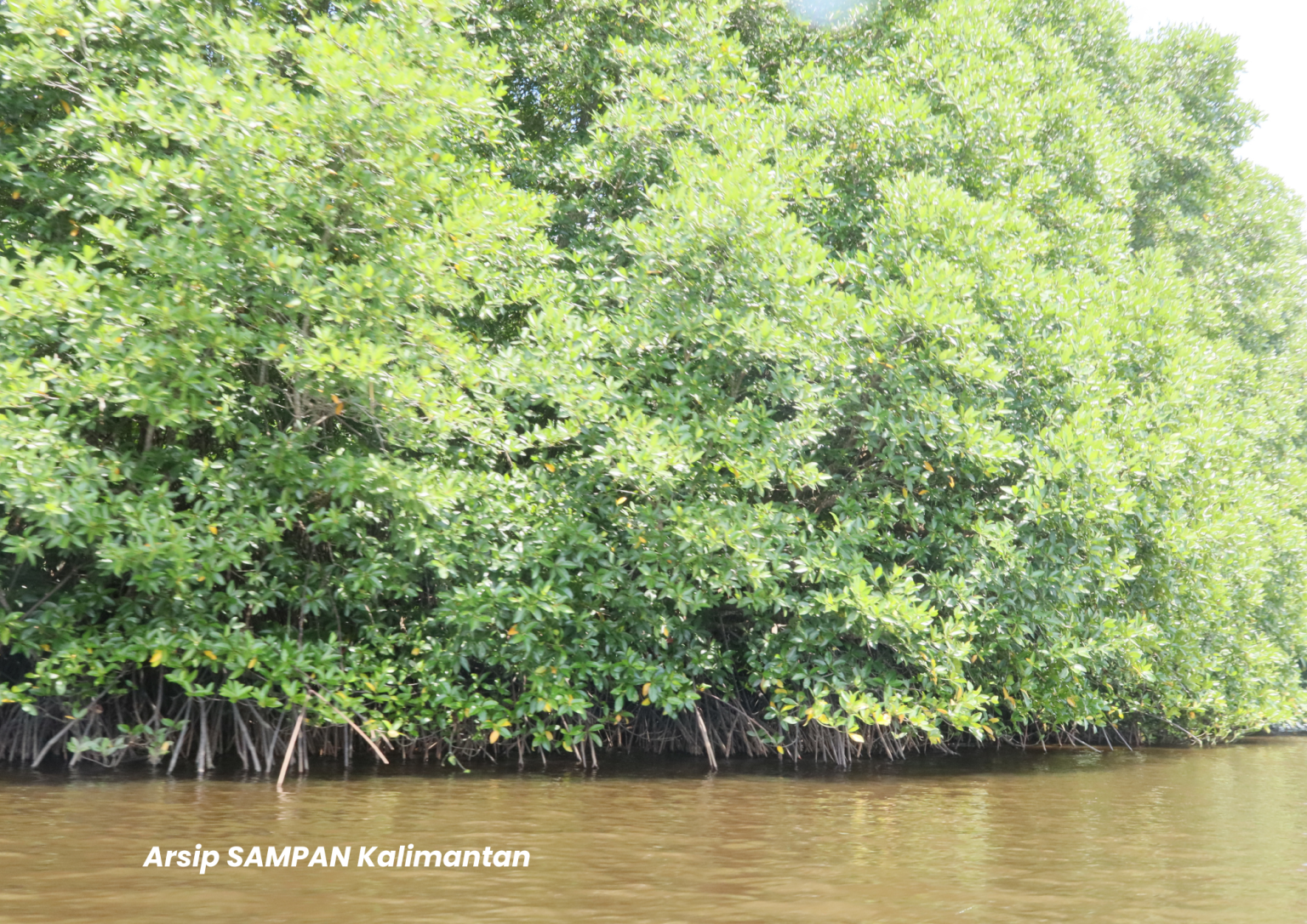 Keanekaragaman Hayati Mangrove di Kabupaten Kubu Raya - SAMPAN ...